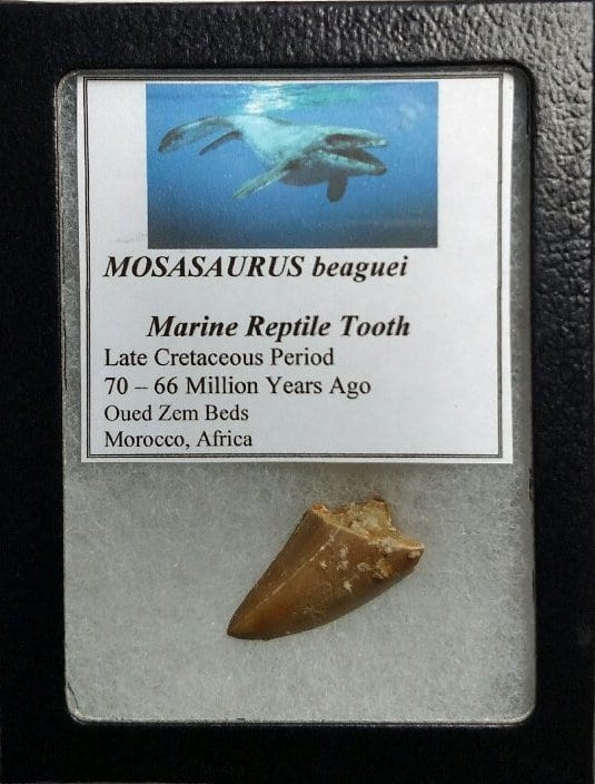 Cretaceous Mosasaur Tooth - Paleo Joe