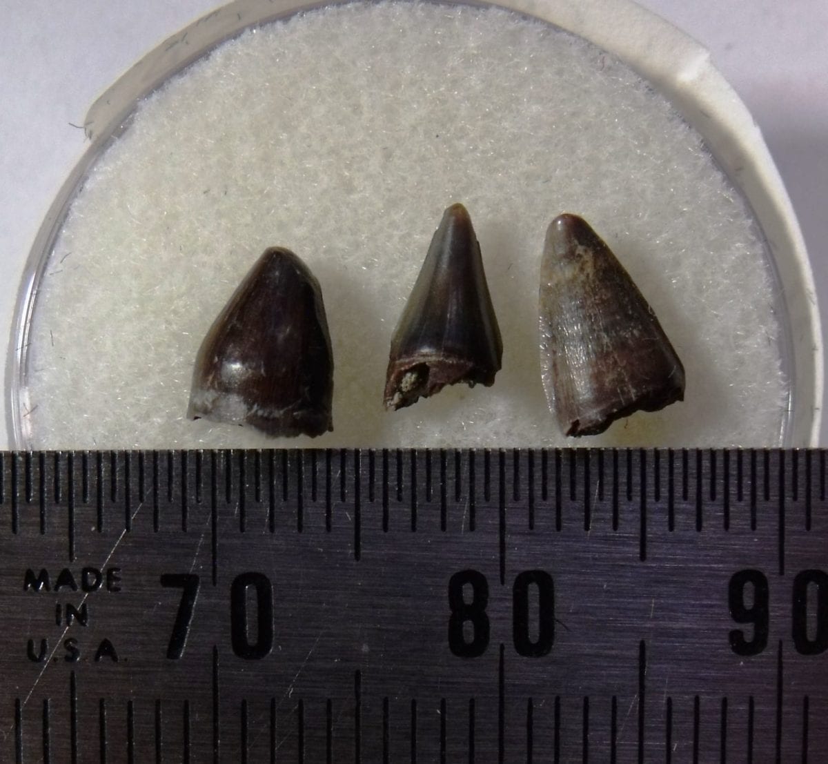 3 Croc Teeth - Paleo Joe