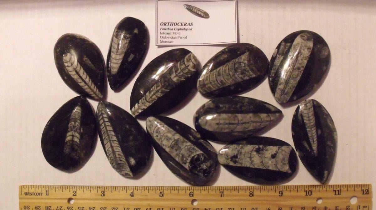 Bulk Beautiful Orthoceras