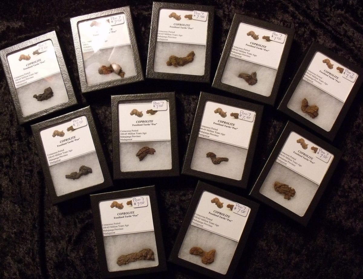 Fossilized Turtle Coprolite