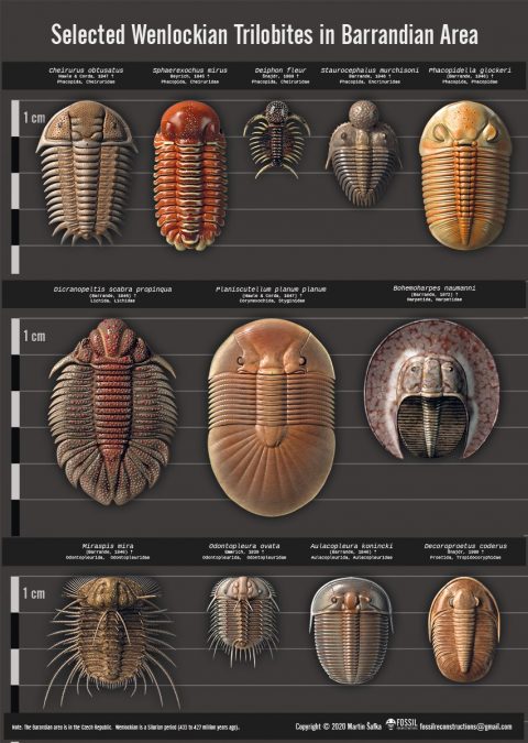 Selected Wenlockian Trilobites - Paleo Joe