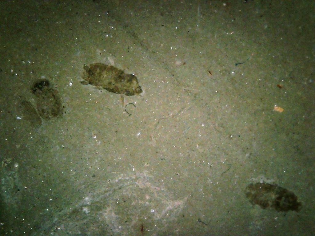 Fossil Insect Larvae