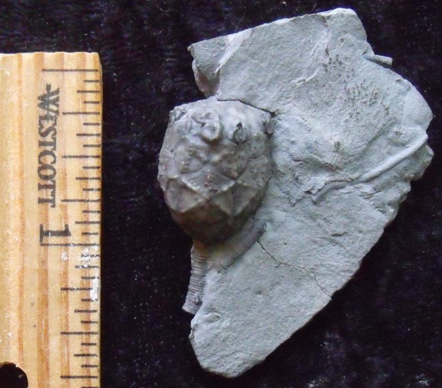 Small Caryocrinites Cystoid - Paleo Joe