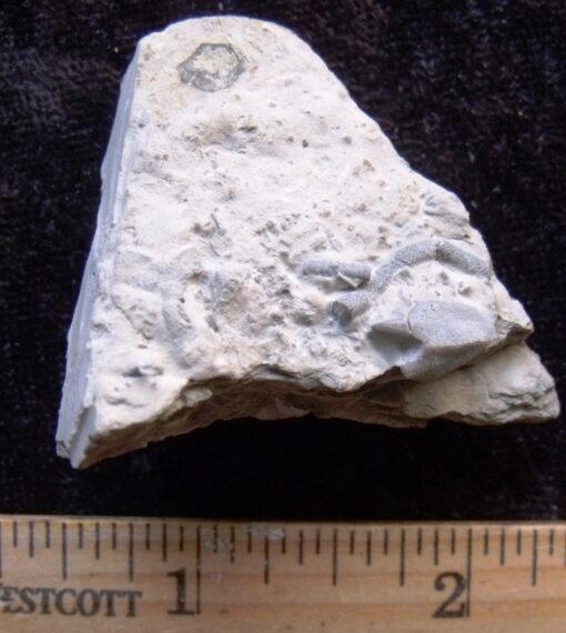 Silurian Stephanocrinus Crinoid - Paleo Joe