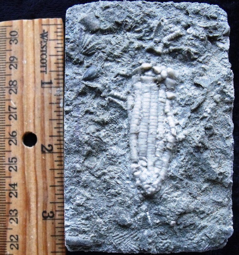 Fossil Crinoid Crown - Paleo Joe