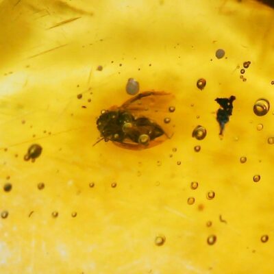 Amber Fossils for Sale Archives - Paleo Joe