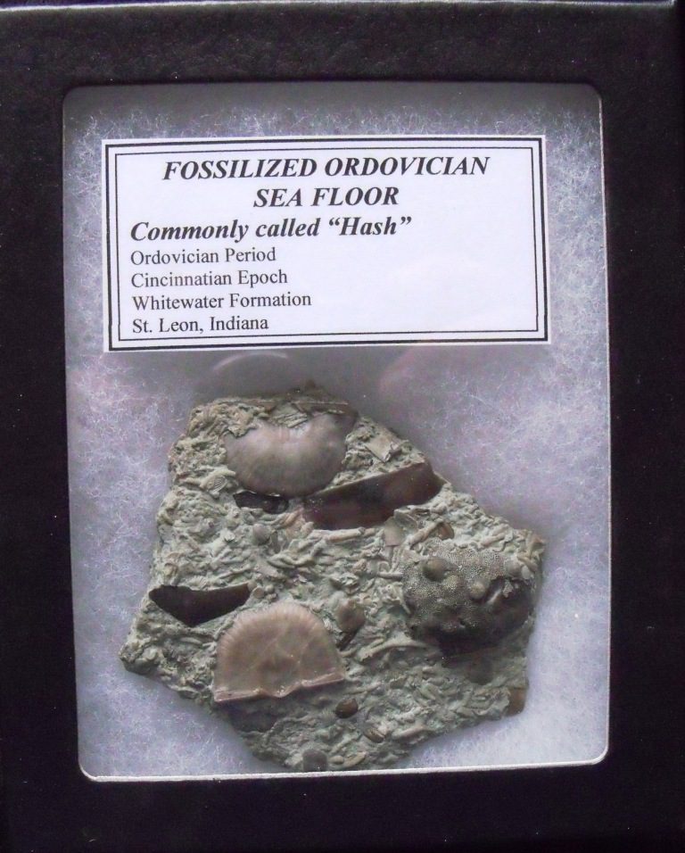 Fossil Sea Floor - Paleo Joe