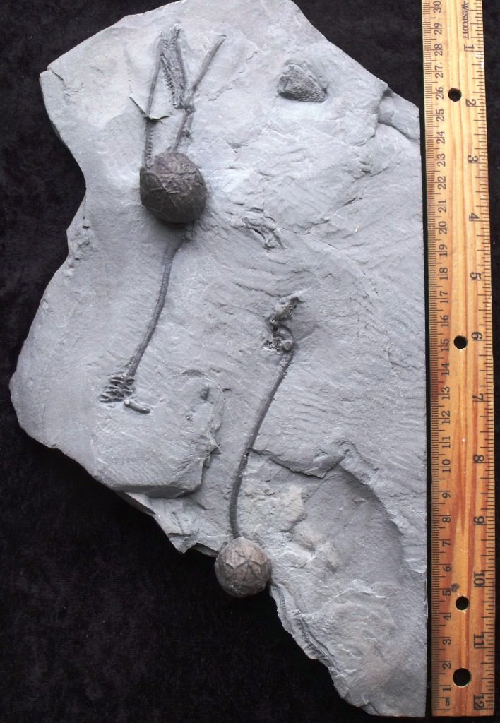 Fossil Cystoids & Coral - Paleo Joe