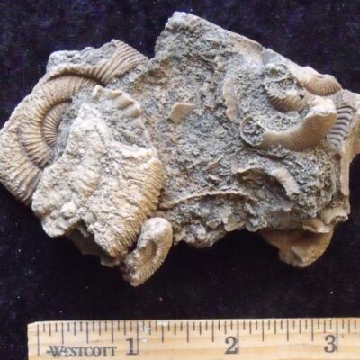 Cephalopod Fossils