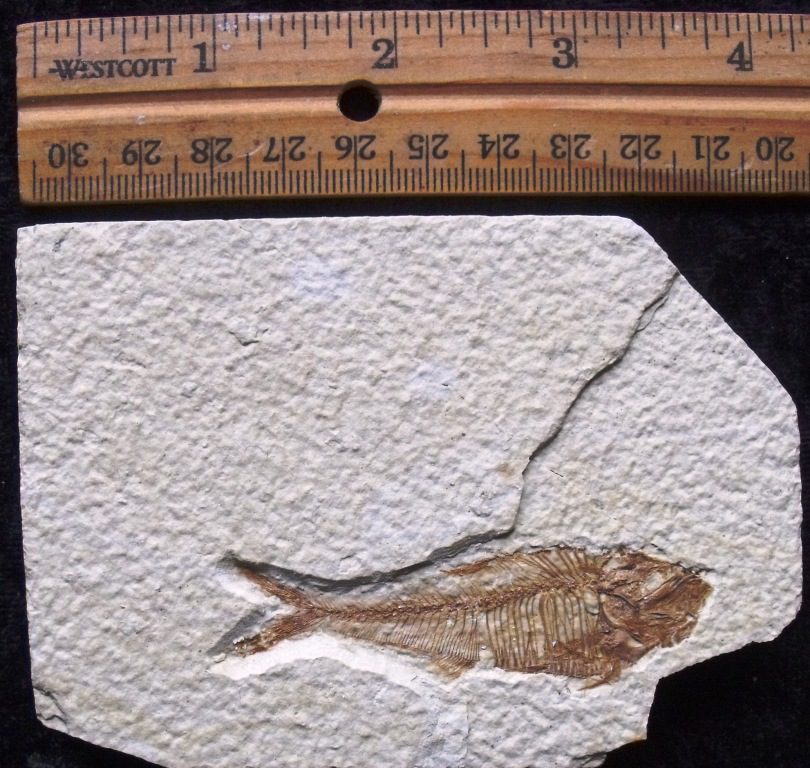 Small Fossil Diplomystus - Paleo Joe