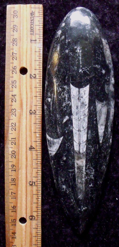 Orthoceras Cephalopod Fossil - Paleo Joe