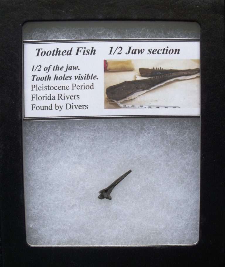 Fossil Toothed Fish Jaw - Paleo Joe