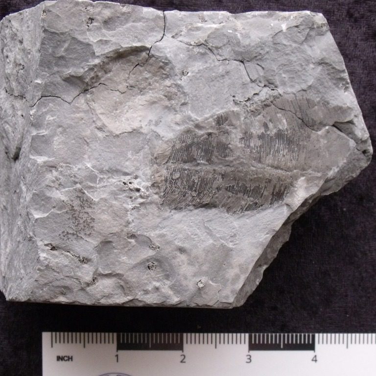 Detailed Fossil Conularid - Paleo Joe