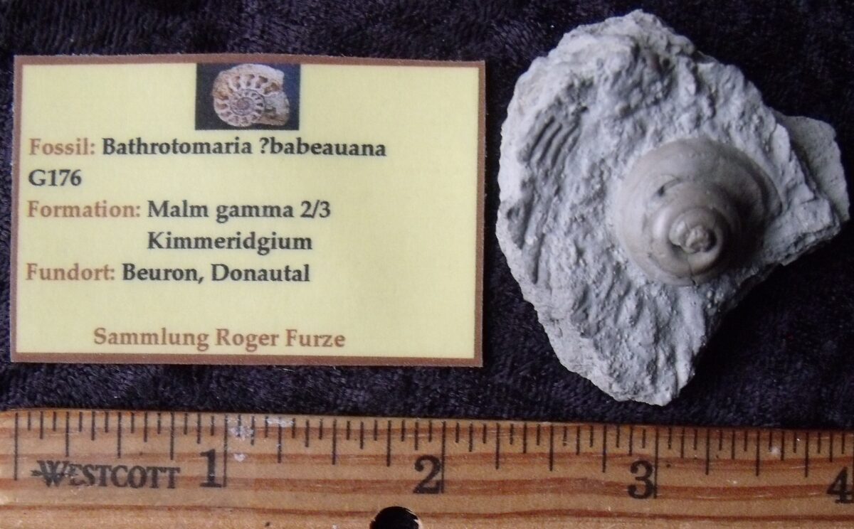 Fossil Bathromaria Gastropod - Paleo Joe