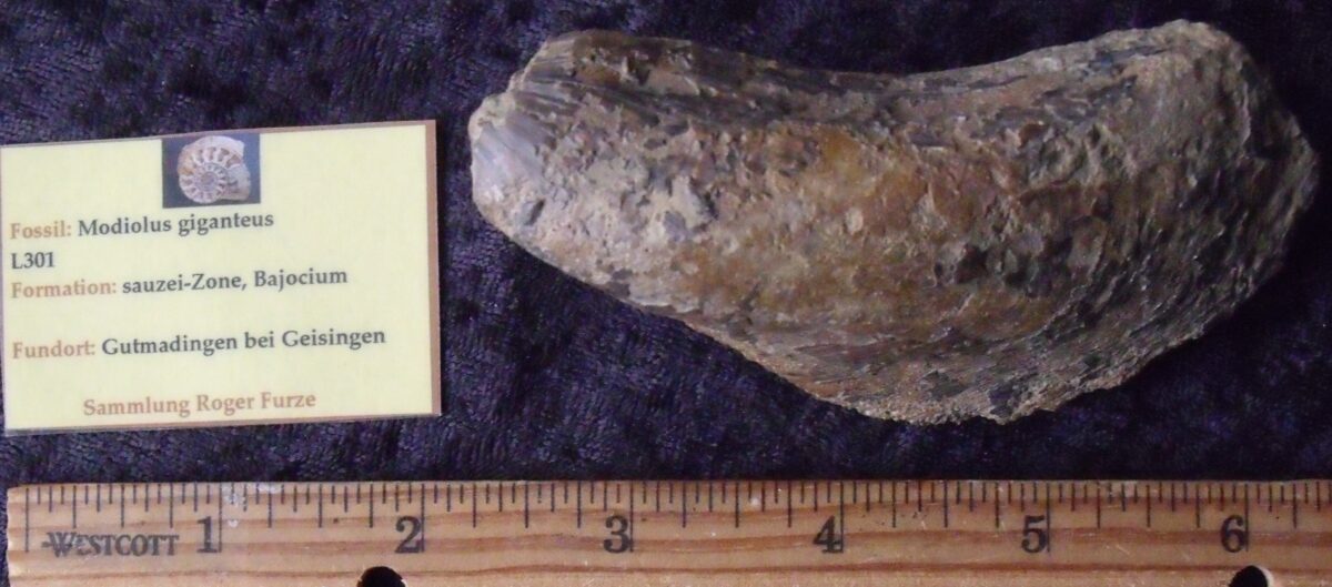 Fossil MODIOLUS Mollusk - Paleo Joe