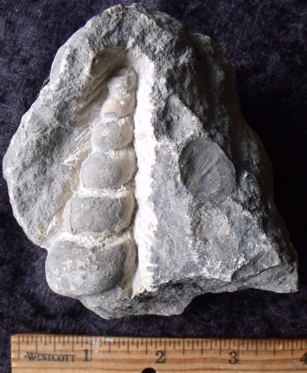 Fossil Loxonema Gastropod - Paleo Joe