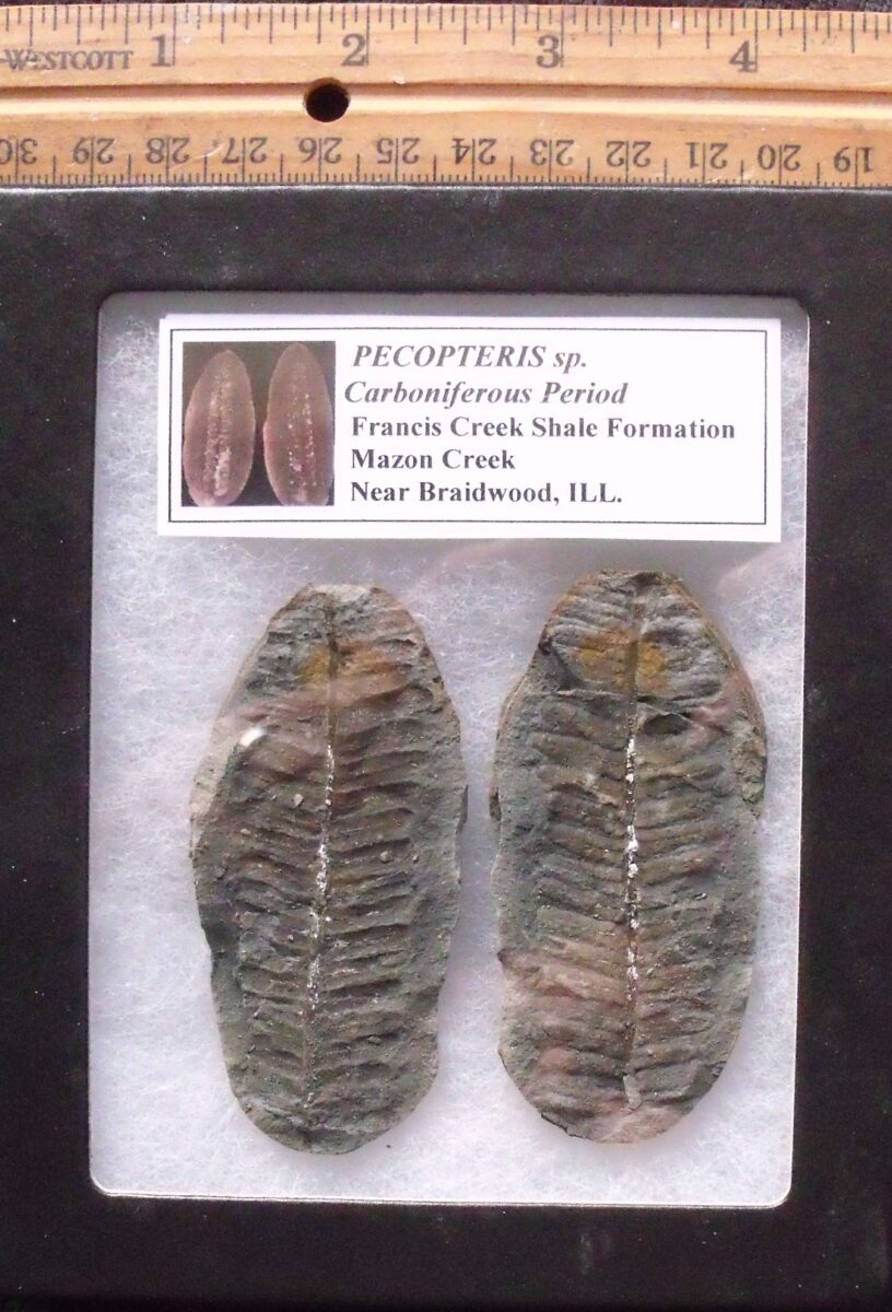 Fern Fossil - Paleo Joe