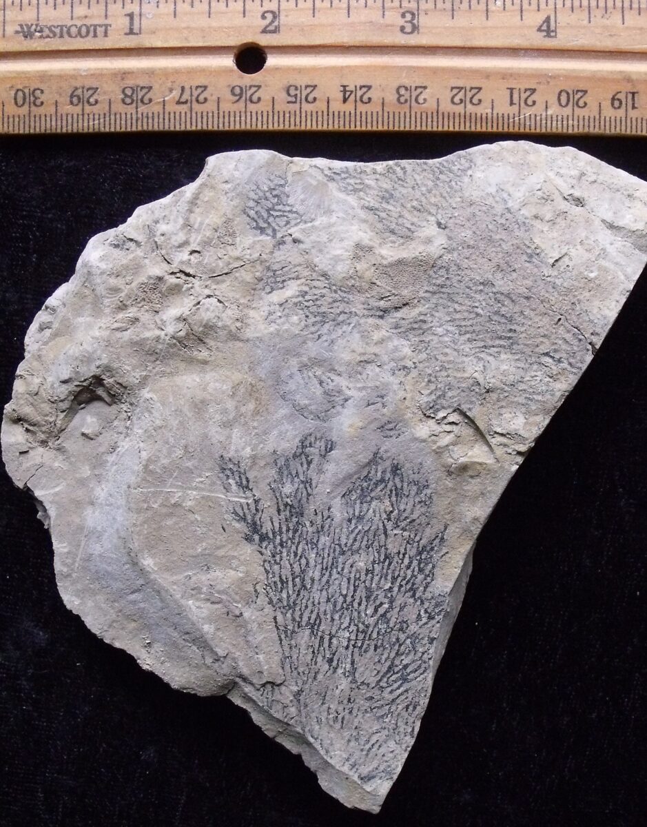 Pair of Graptolite Fossils - Paleo Joe