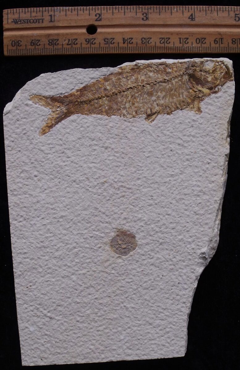 Fossil Fish and Scale - Paleo Joe