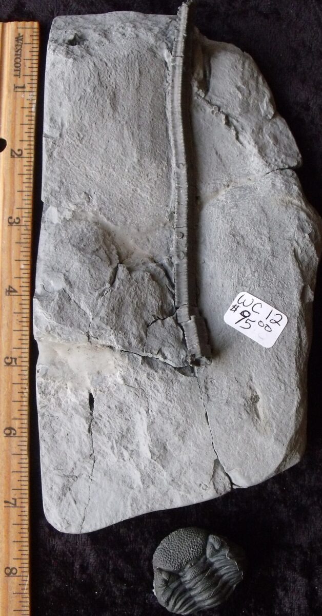 Enrolled Eldredgeops and Crinoid - Paleo Joe