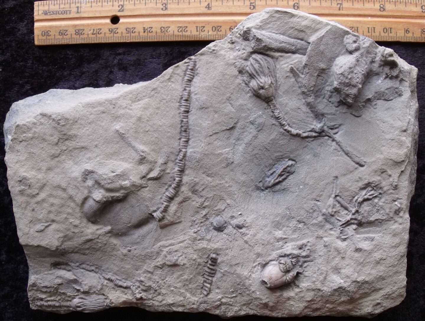 Montana Crinoid Fossils - Paleo Joe