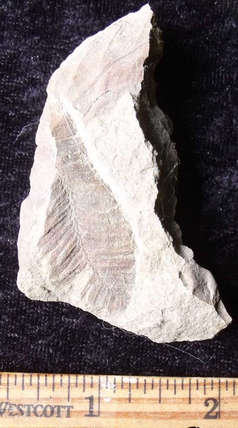 Rare Alaska Fossil Metasequoia - Paleo Joe