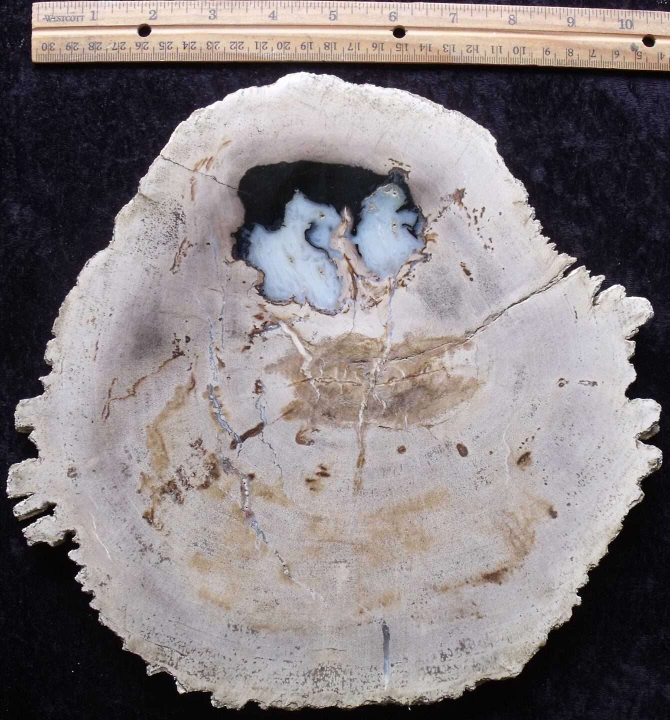 Large Round Petrified Wood - Paleo Joe