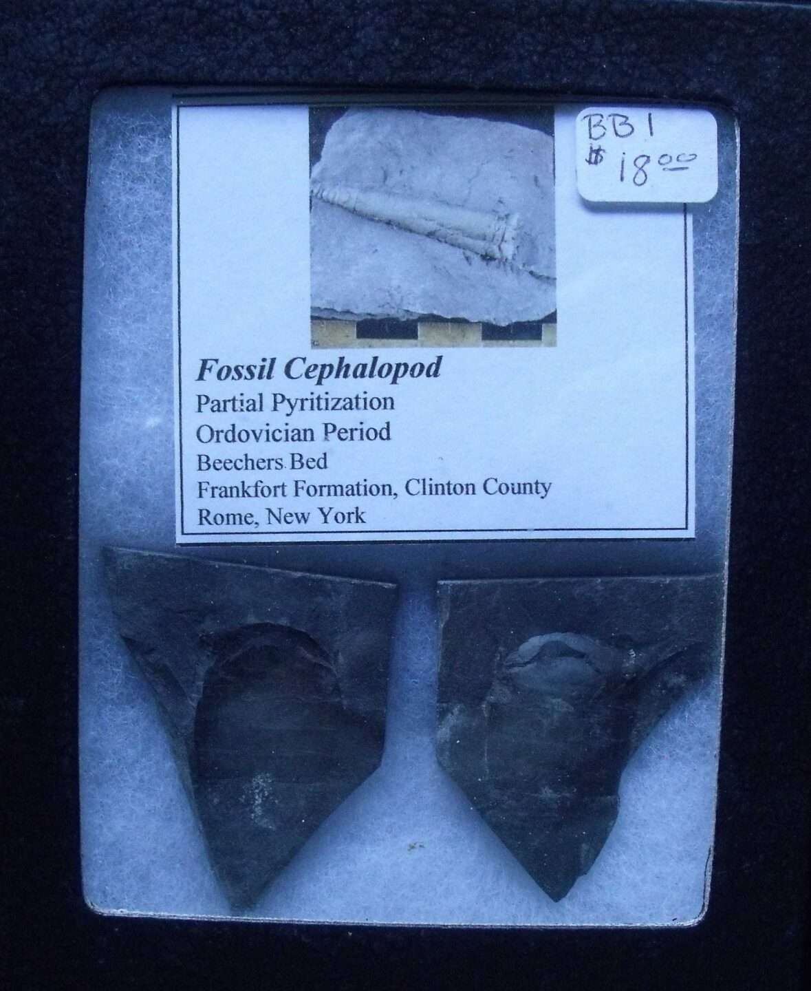 Beecher's Bed Fossil Cephalopod - Paleo Joe